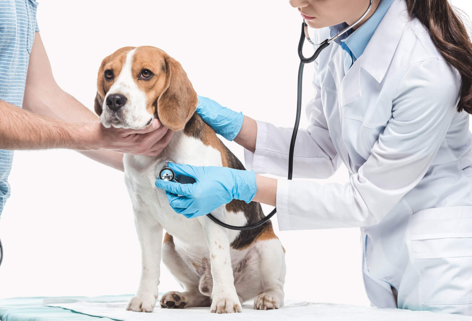 Pet Life – Veterinary Hospital