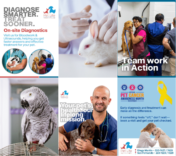 Pet Life – Veterinary Hospital